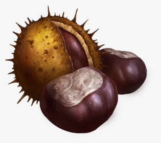 Chestnuts - Fruit, HD Png Download , Transparent Png Image - PNGitem